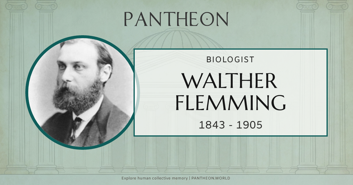Walther Flemming Biography | Pantheon